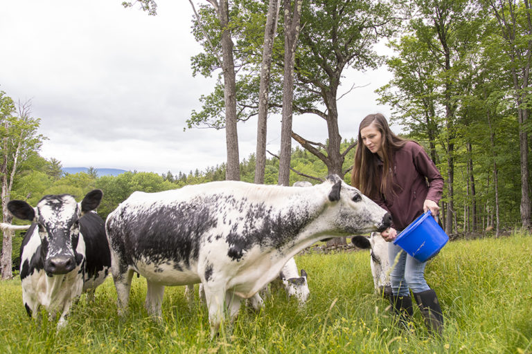 Randall Lineback Cattle Are Making a Comeback | Happy Vermont