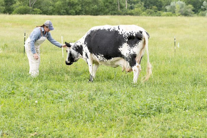 Randall Lineback Cattle Are Making a Comeback | Happy Vermont