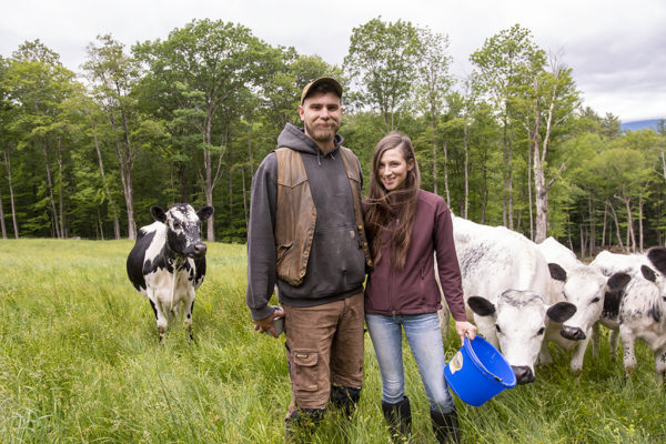 Randall Lineback Cattle Are Making a Comeback | Happy Vermont