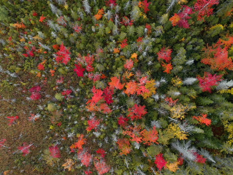 Where are the Most Maple Trees in Vermont? | Happy Vermont