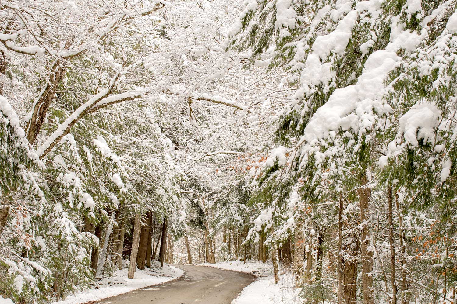 Exploring Lost Ski Slopes in Underhill - Happy Vermont